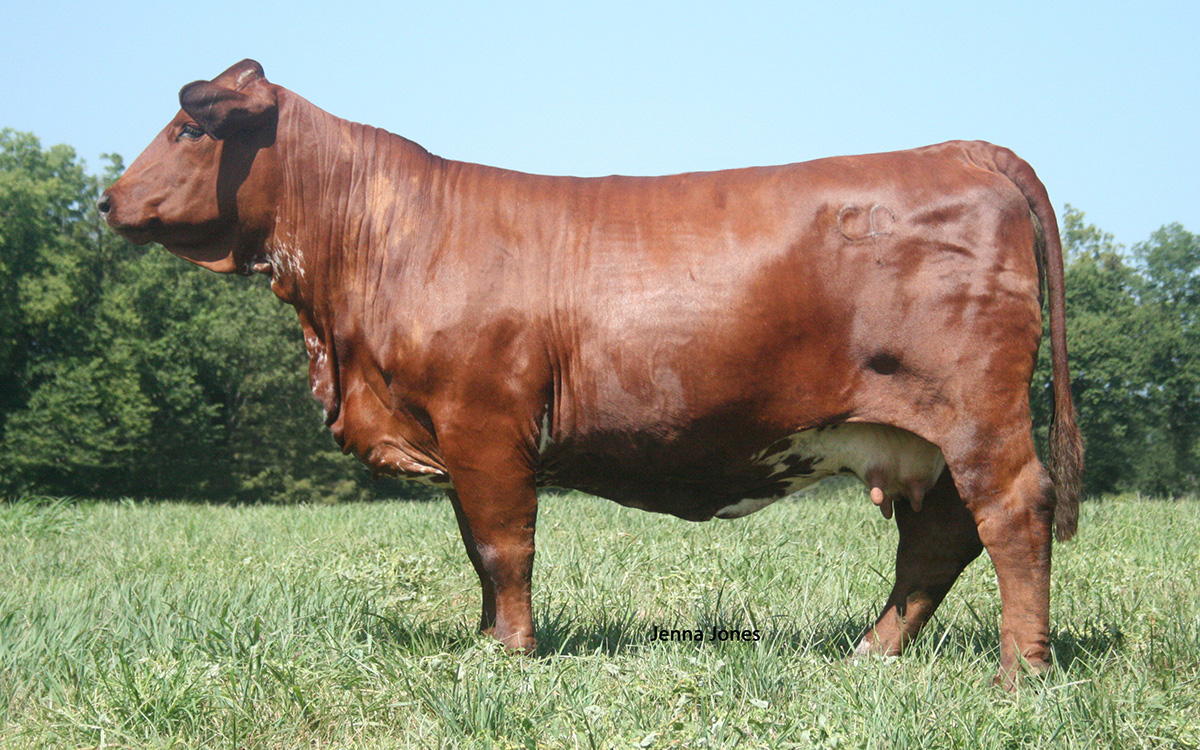 Donors | Channarock Beefmasters - Rockfield, Kentucky