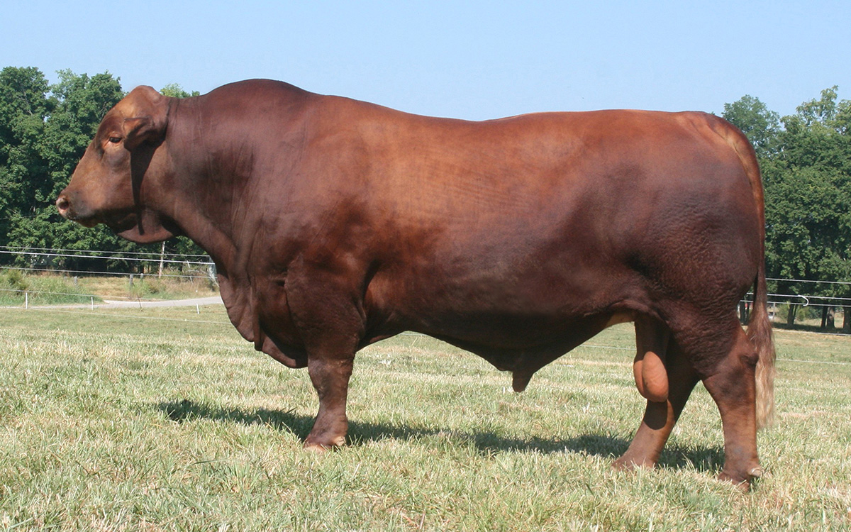 Herd Sires | Channarock Beefmasters - Rockfield, KY