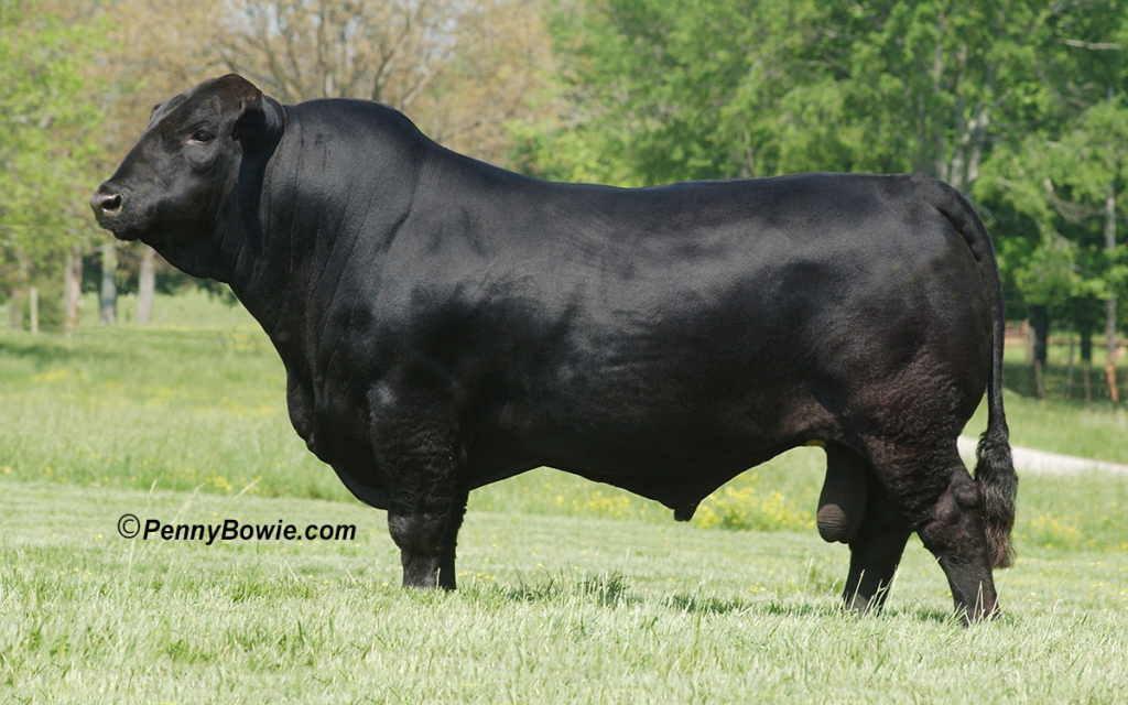 Channarock Beefmasters – Beefmaster Cattle | Two Sales in February
